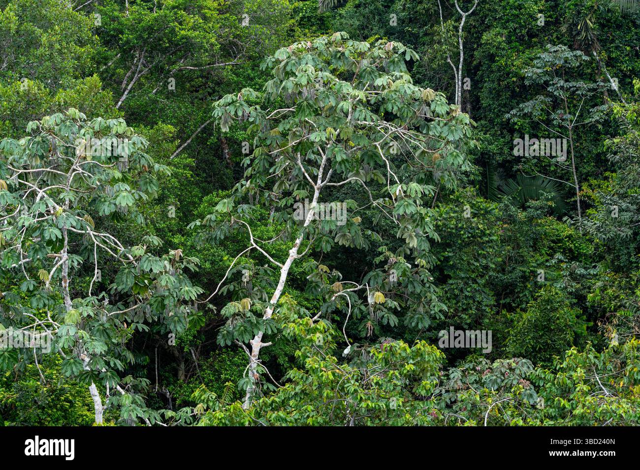 Lush tropical Amazon rainforest at the Napo Wildlife Center, Yasuni ...