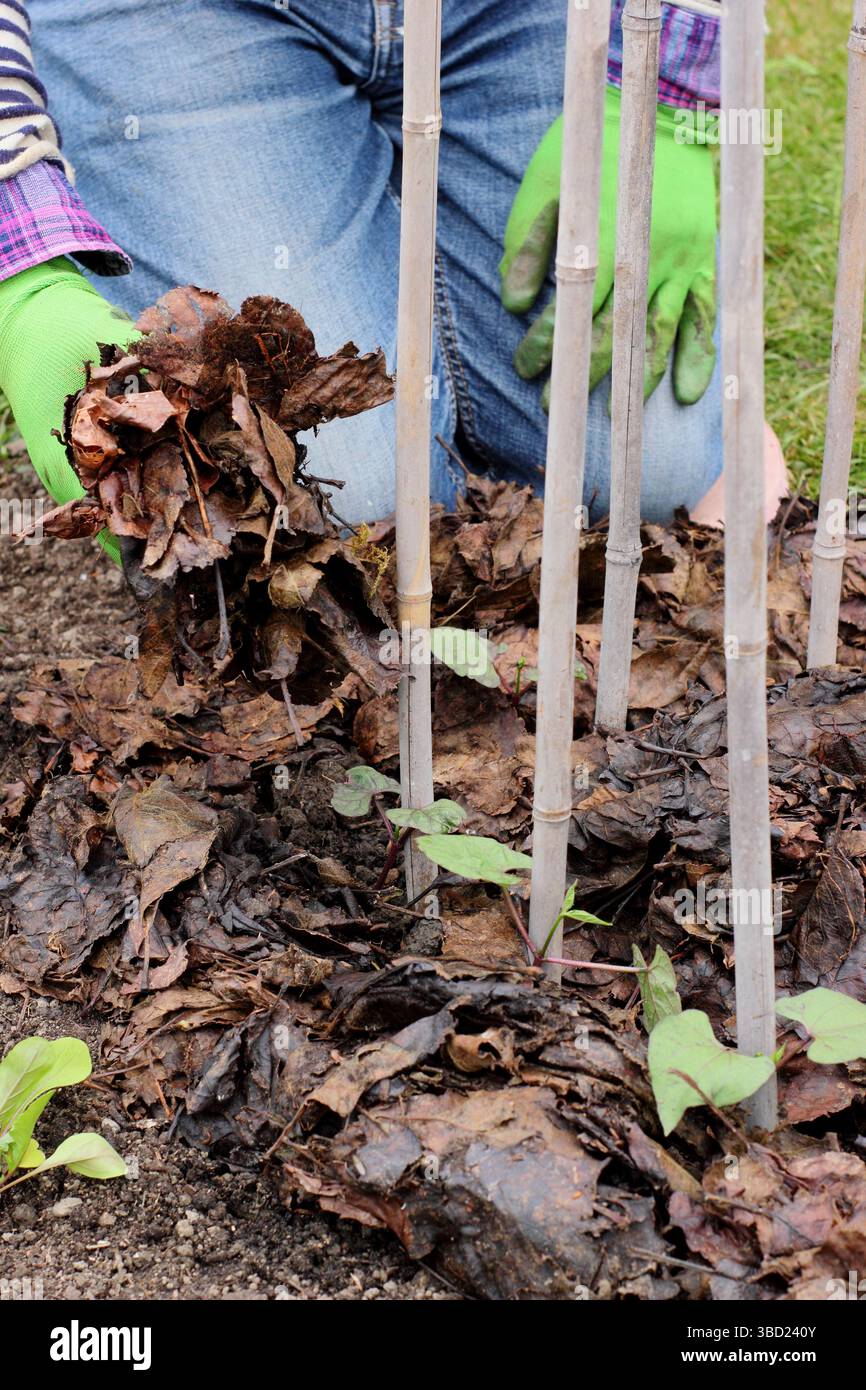 Mulching. Gardener places leaf mulch around climbing French beans to ...