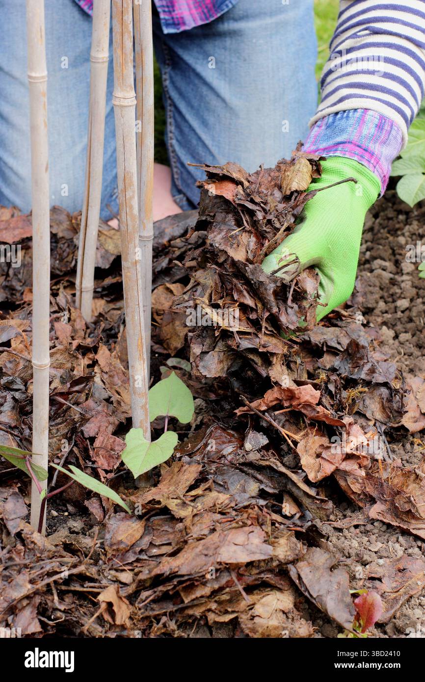 Mulching. Gardener places leaf mulch around climbing French beans to ...