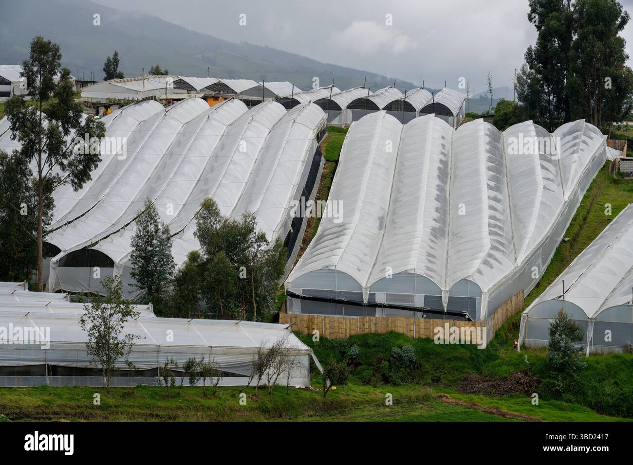 Fabric greenhouses for growing roses for export in the Andean foothills ...