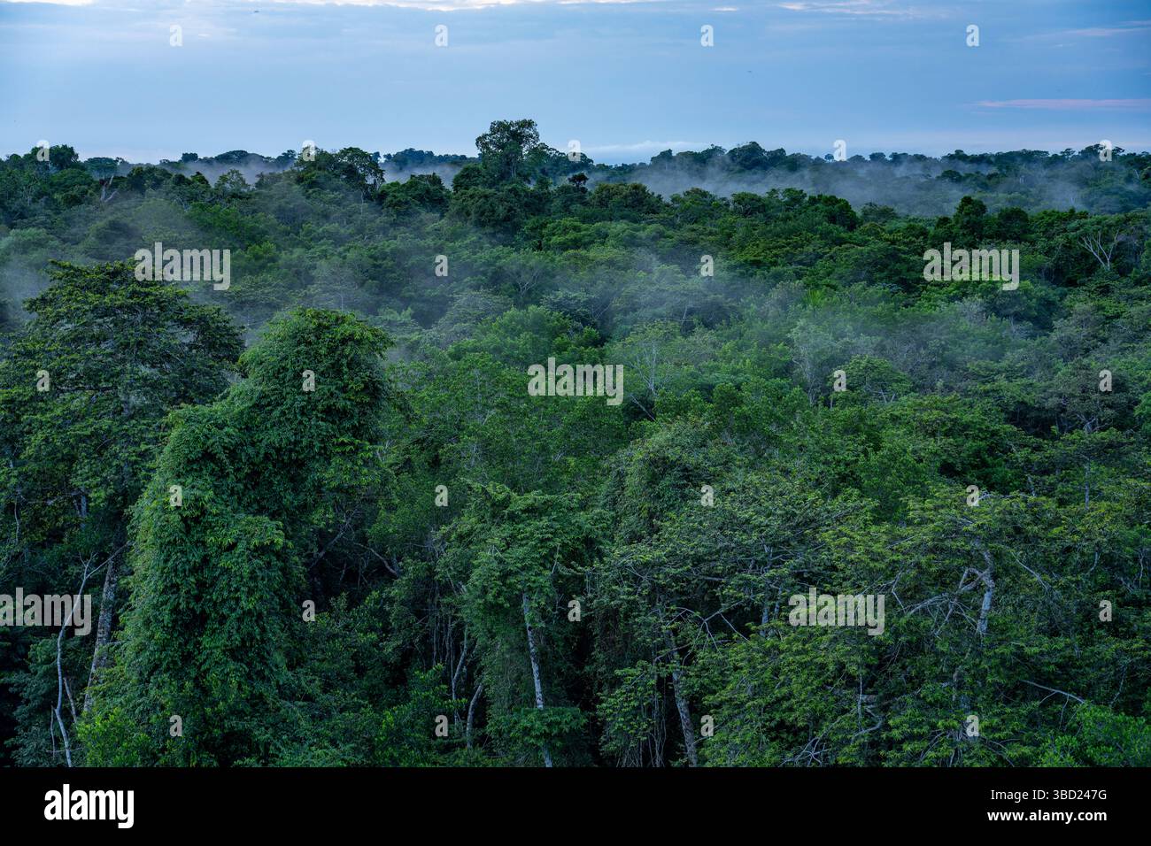 Ground fog rising from the rainforest at sunset at the Napo Wildlife ...