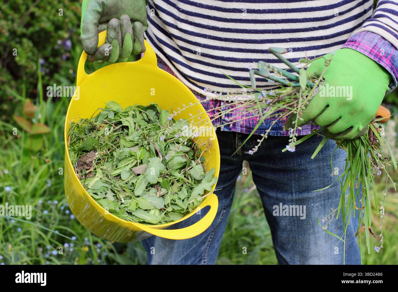 Man collecting spent flowers and weeds from a garden border into a ...