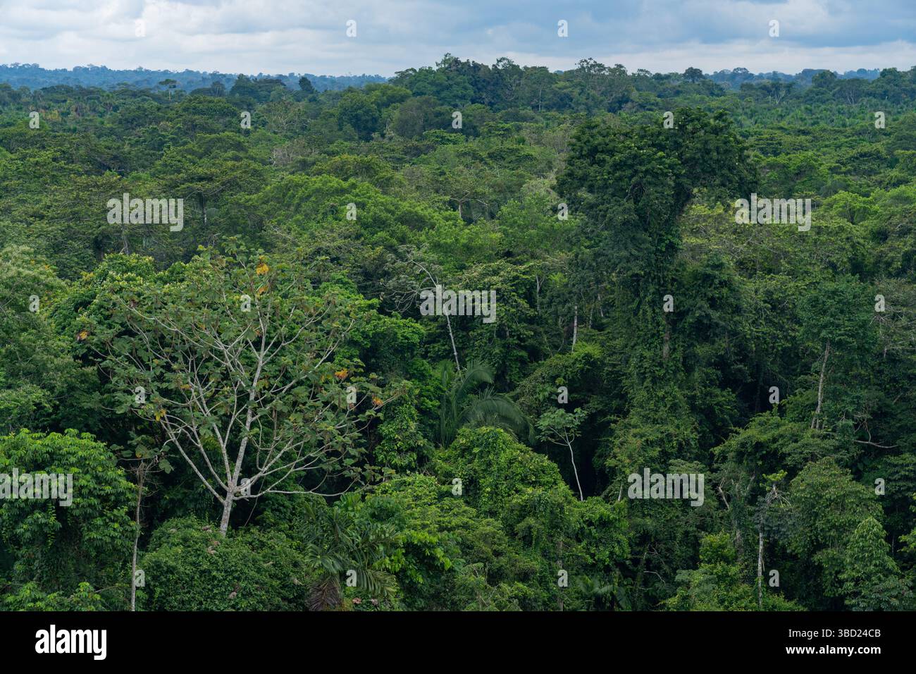 Lush tropical Amazon rainforest at the Napo Wildlife Center, Yasuni ...
