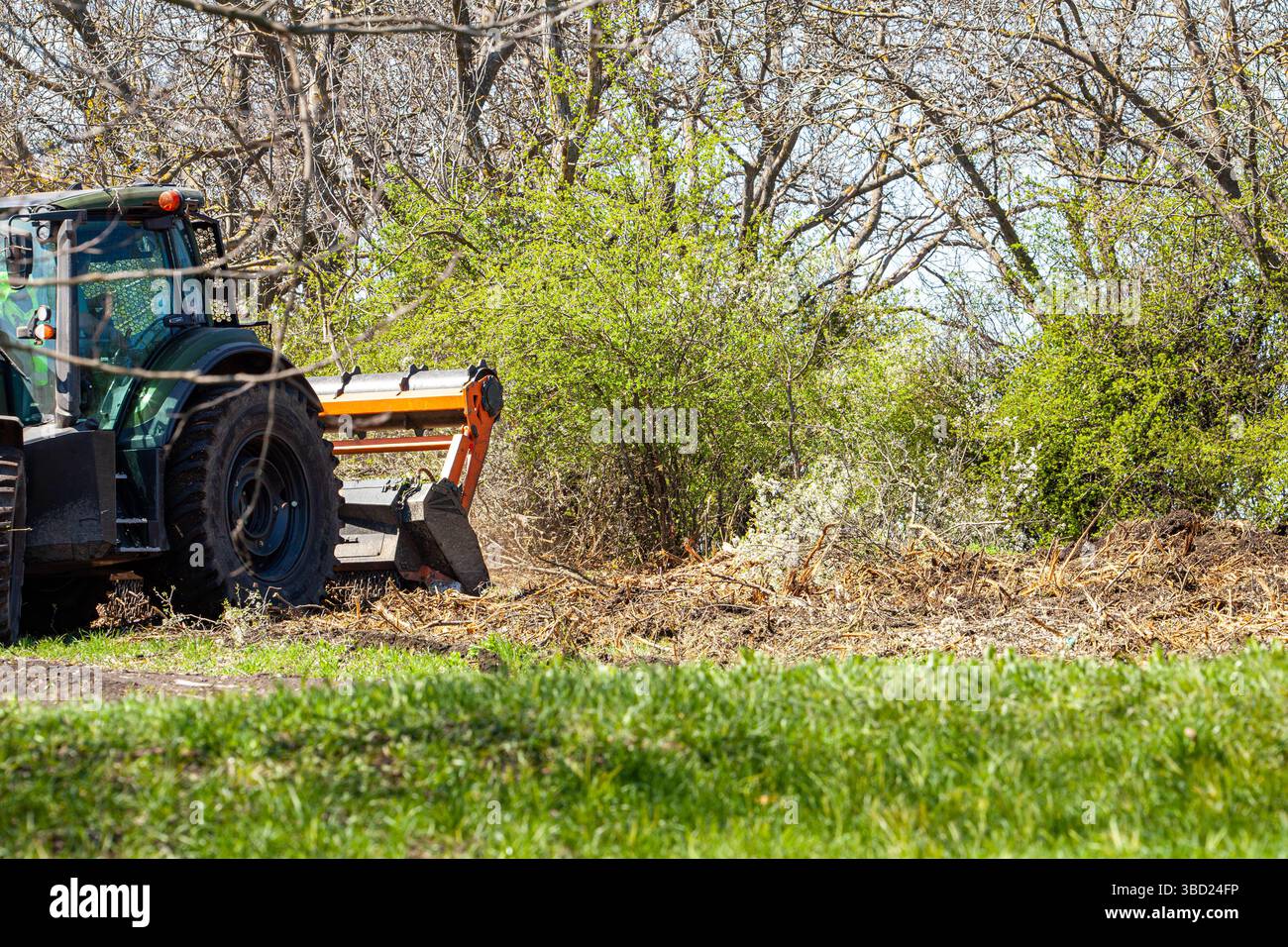 Forestry industry with a brush cutter in action in a forest of young ...