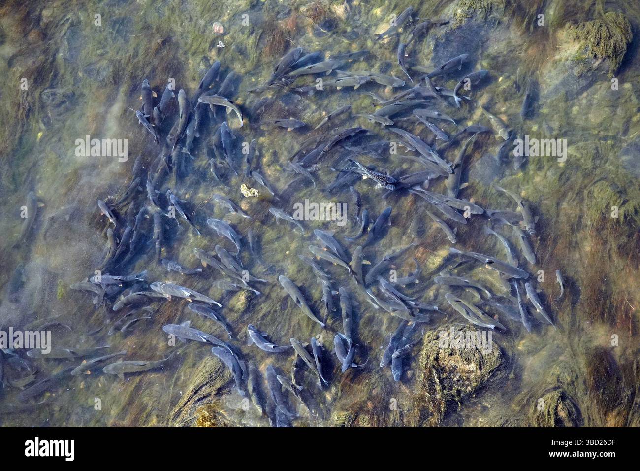 Fish migrate due to thirst and pollution in the Tigris river. In the ...