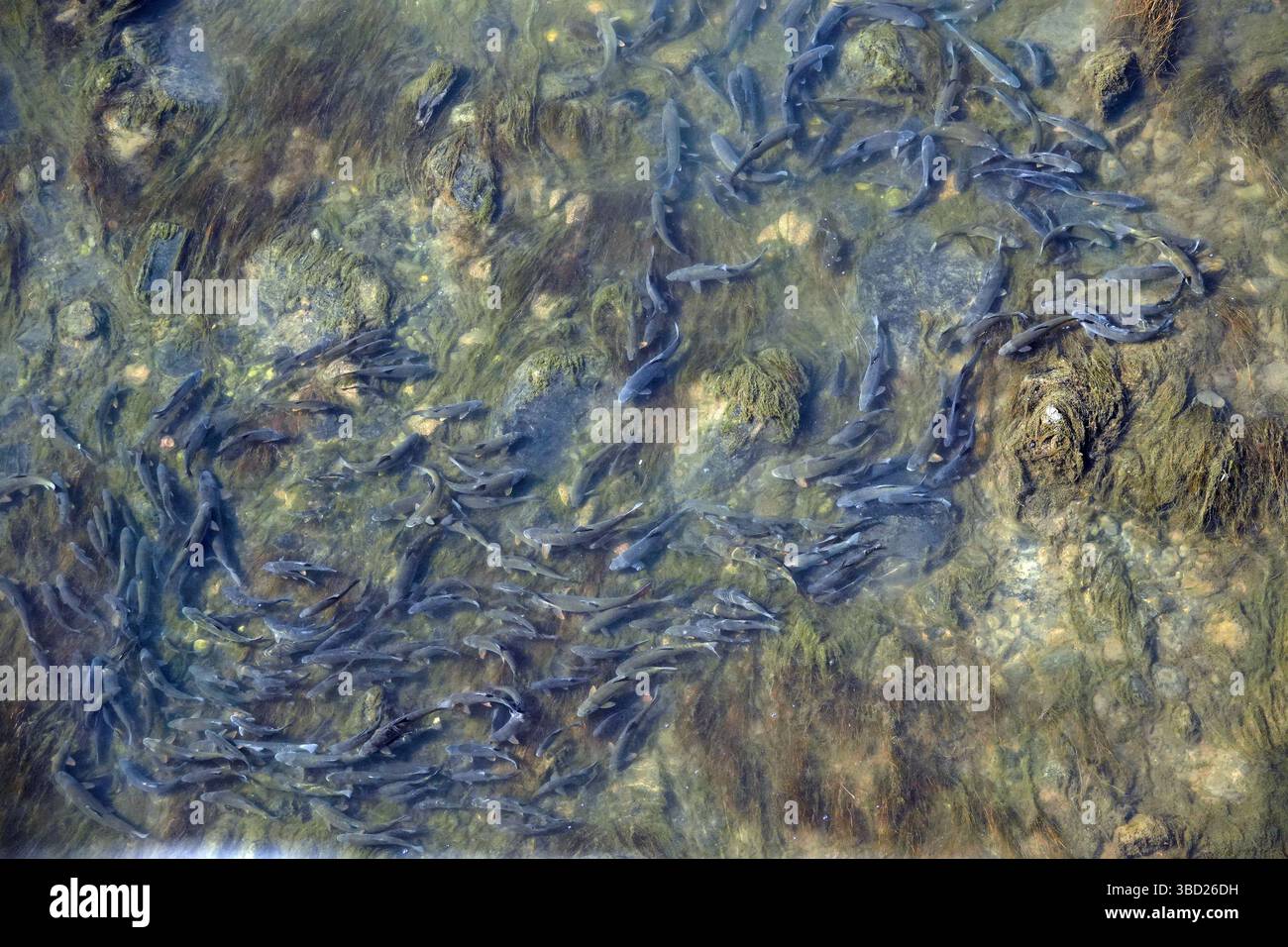 Fish migrate due to thirst and pollution in the Tigris river. In the ...