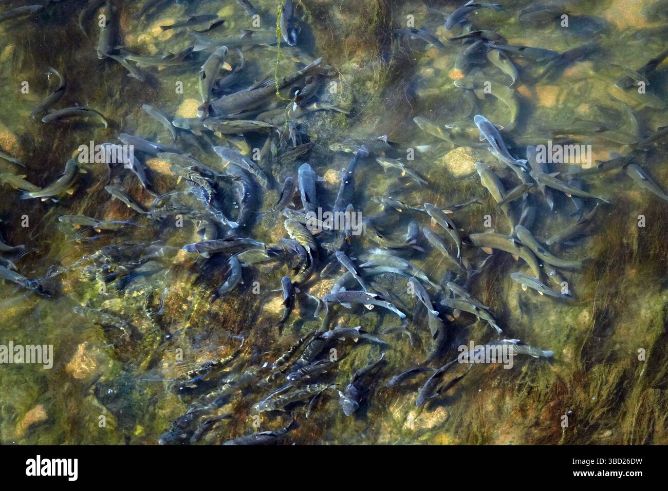Fish migrate due to thirst and pollution in the Tigris river. In the ...