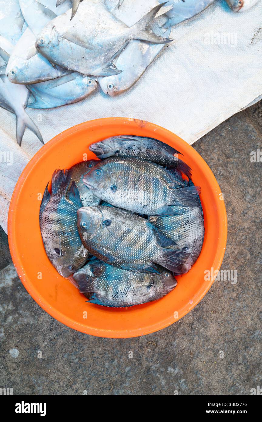 Pearl spot fish, Karimeen Pollichathu, market stall in Kochi India ...