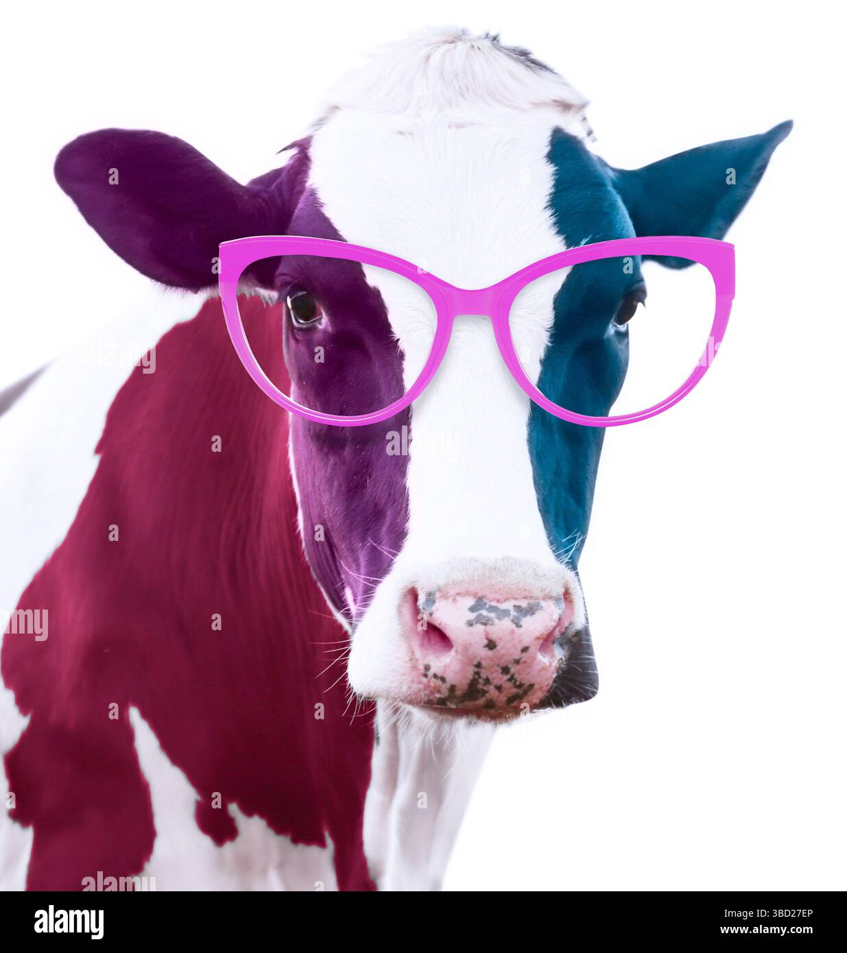 Cute cow with sunglasses against white background. Color toning Stock ...