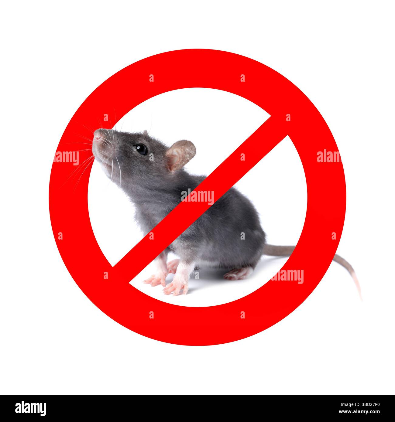 Little rat with red prohibition sign on white background. Pest control ...