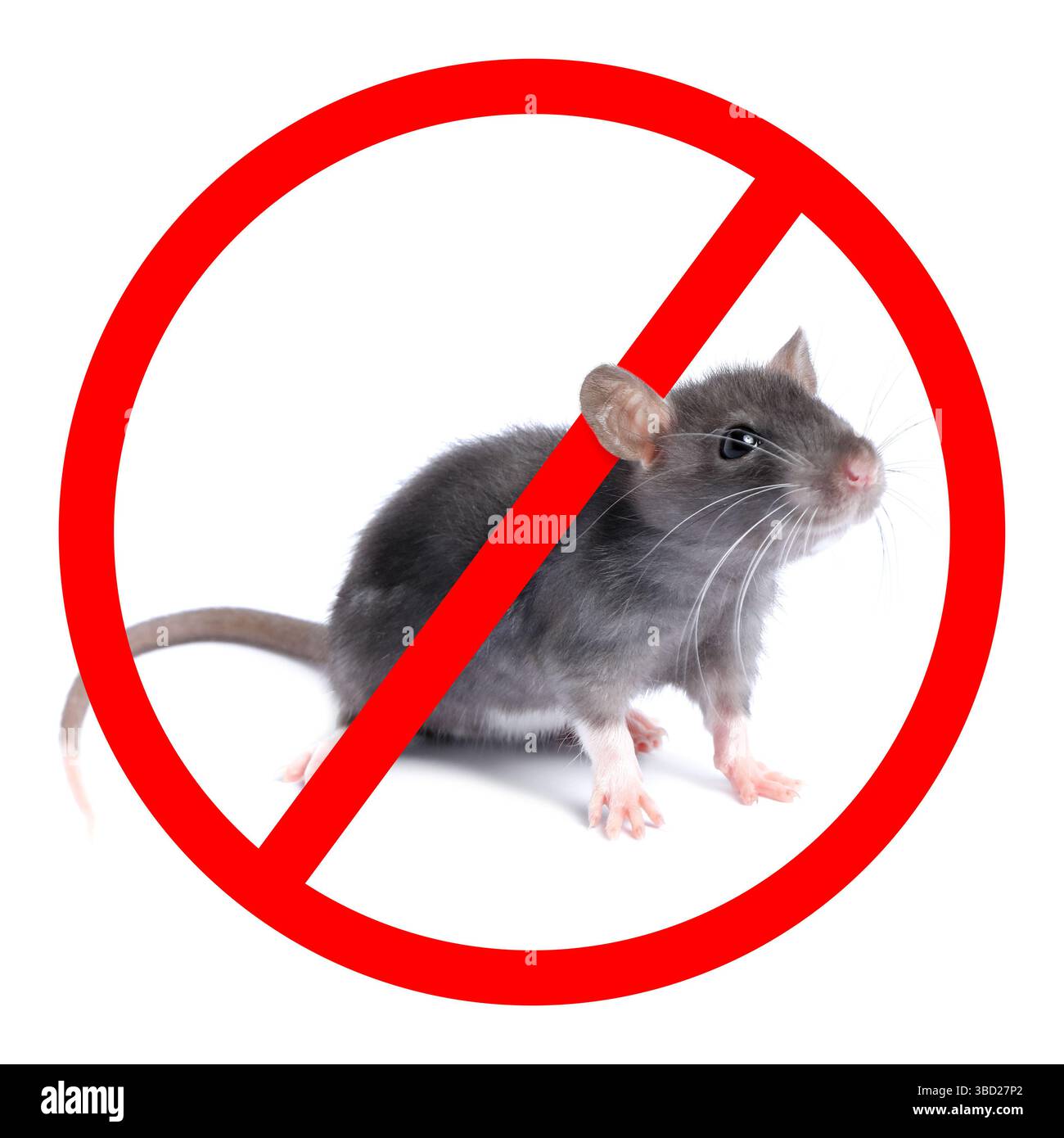 Little rat with red prohibition sign on white background. Pest control ...