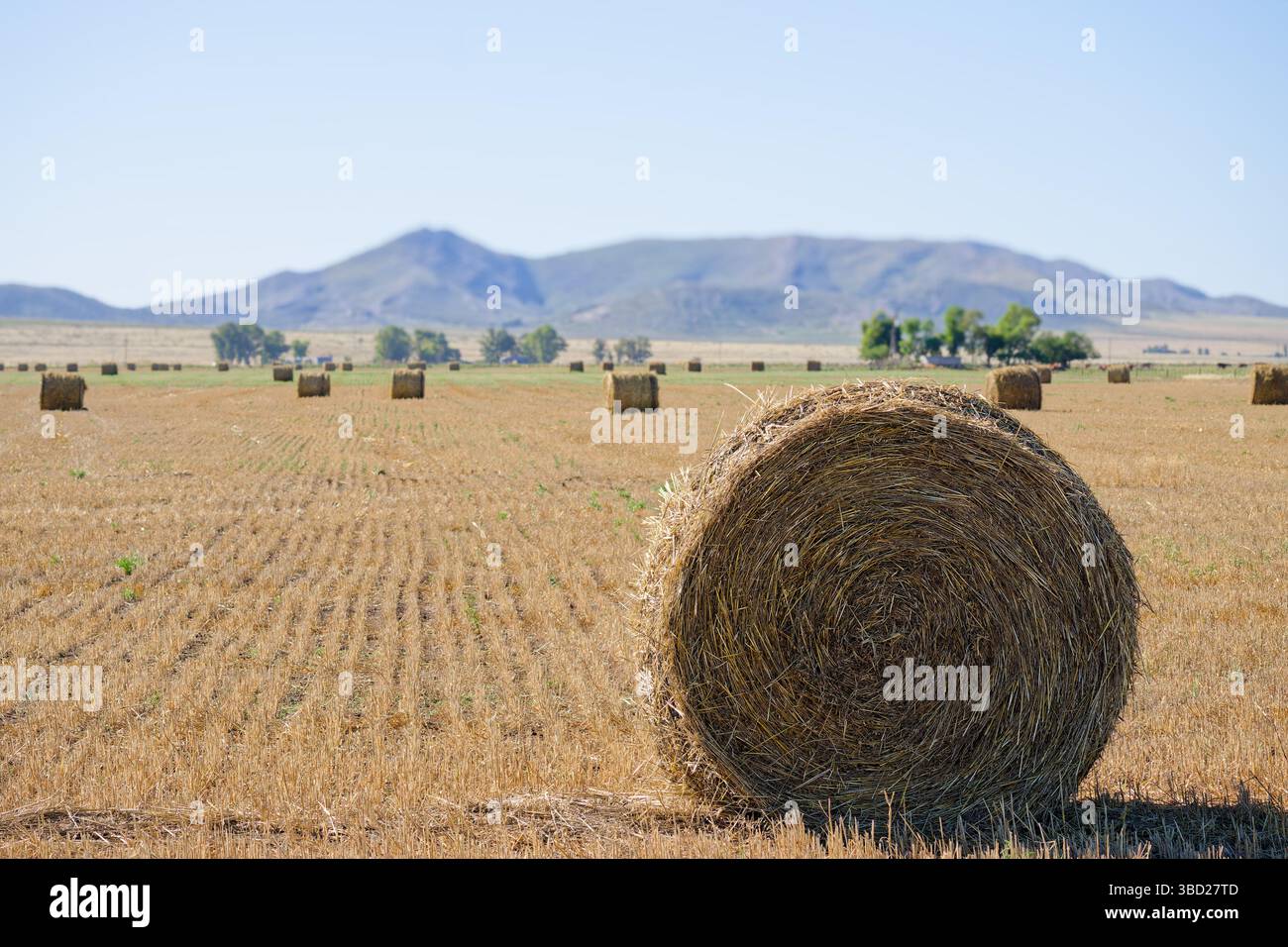 rolls of pasture for cattle feed in a golden field Stock Photo - Alamy