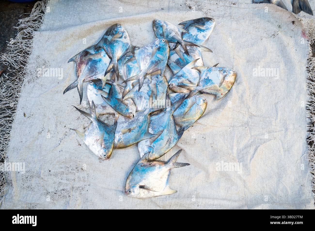 Pomfret fish, market stall with freshly caught seafood in Kochi, India ...
