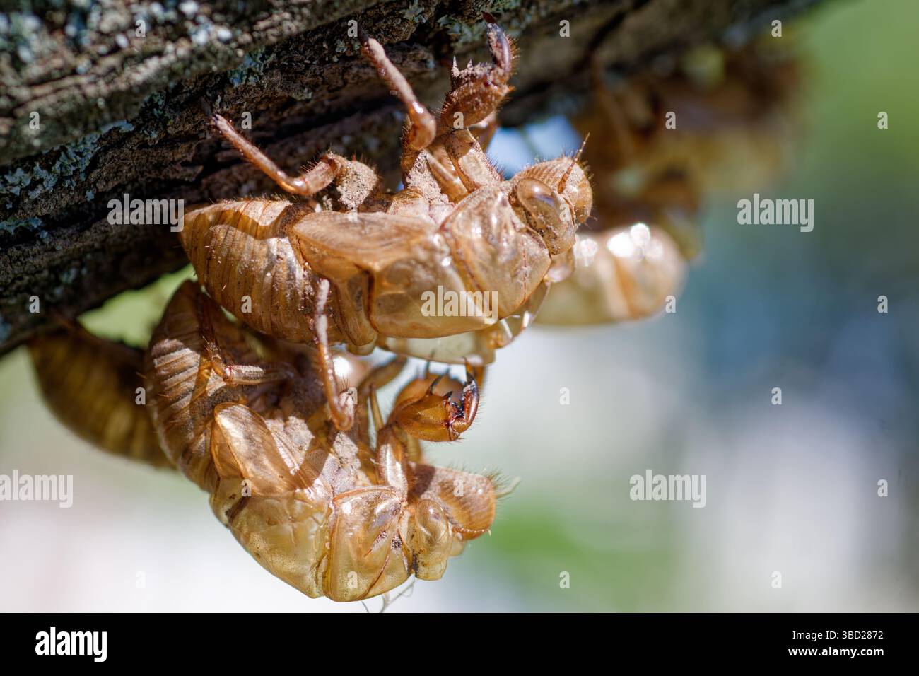 Two cicada exuviae clinging to a tree after molting Stock Photo - Alamy