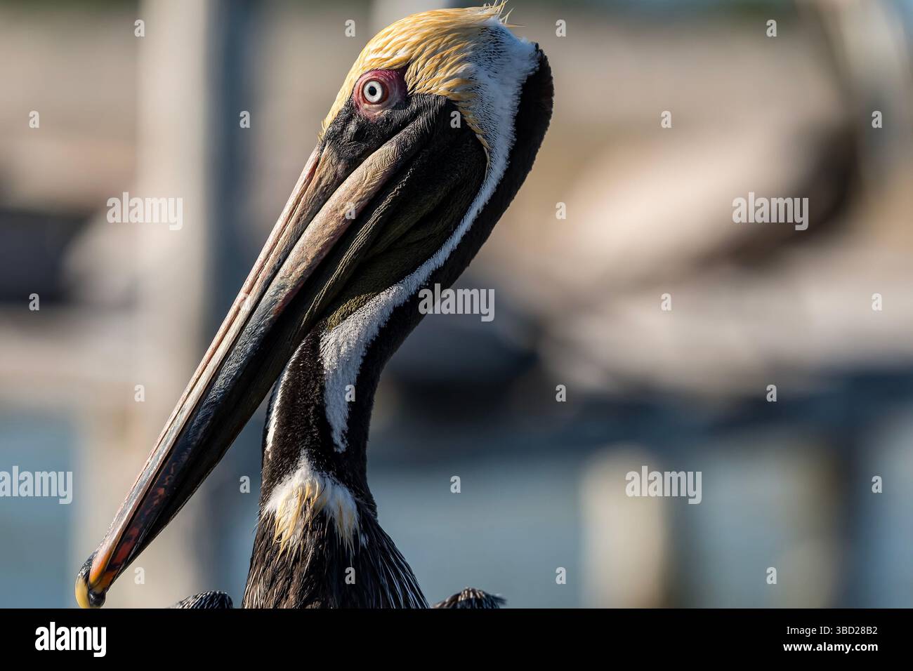 A beautiful pelican sits in the Yucatan Peninsula, scanning the surface ...