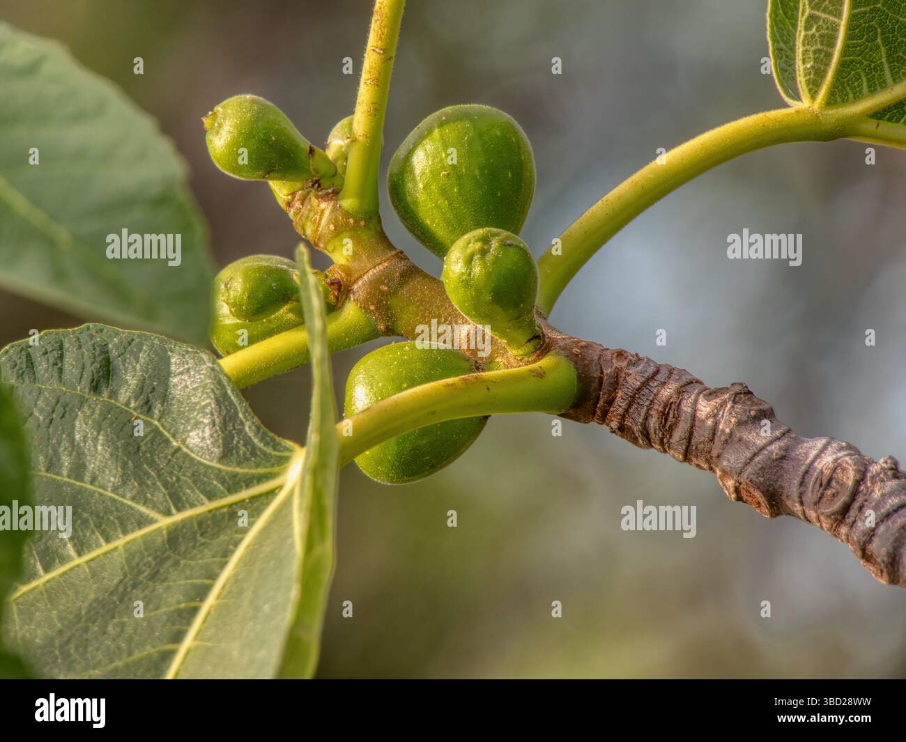 Green figs on a fig tree branch with young leaves Stock Photo - Alamy