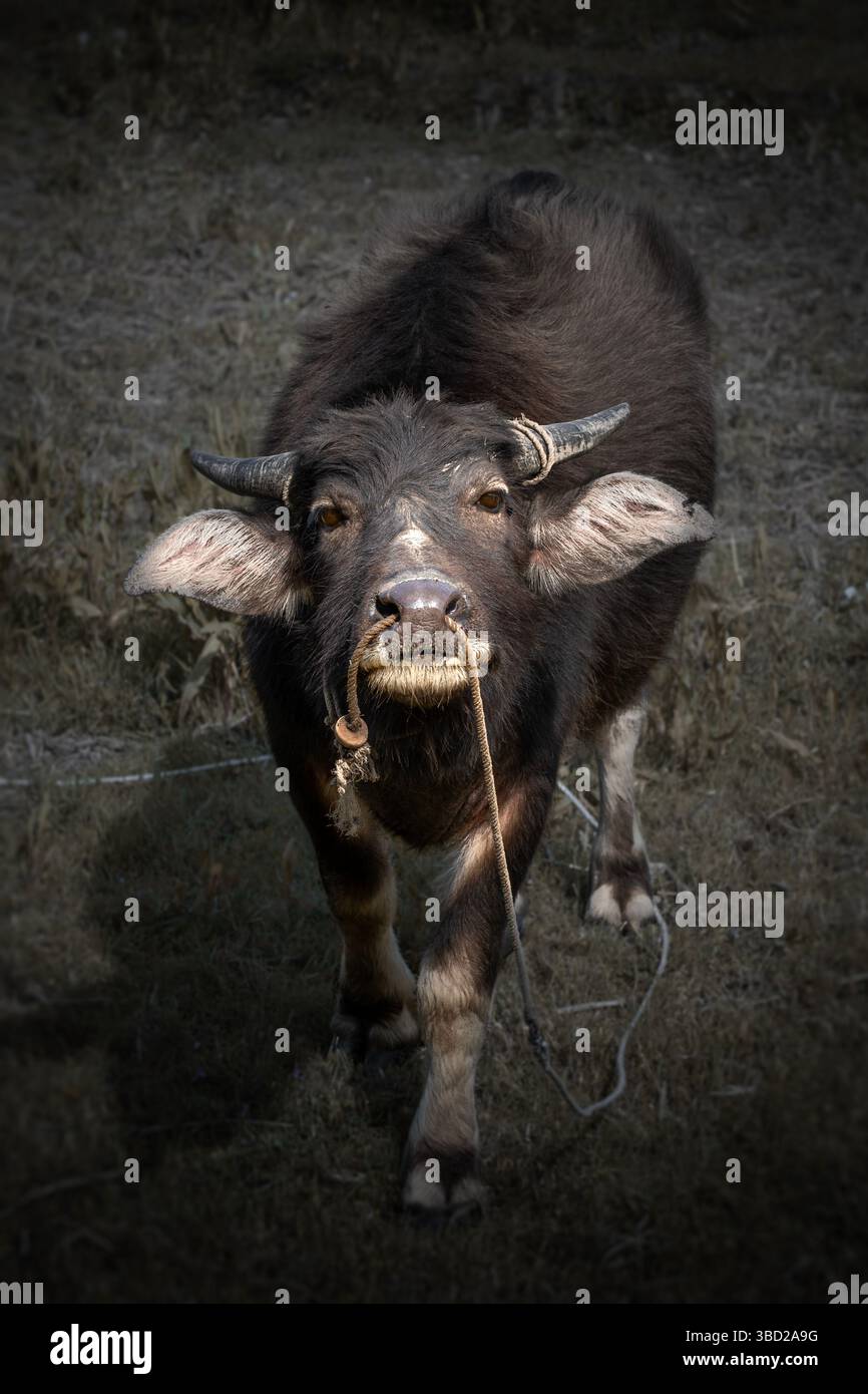 Horned water buffalo baby in hi-res stock photography and images - Alamy