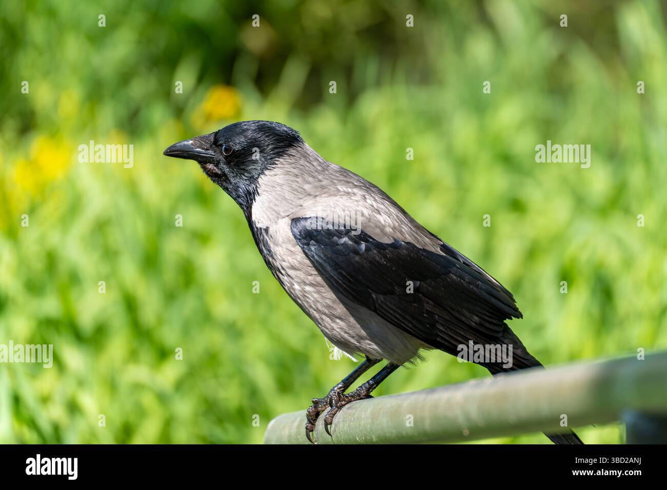 Crow on railing with green background. The crow sits on a metal railing ...
