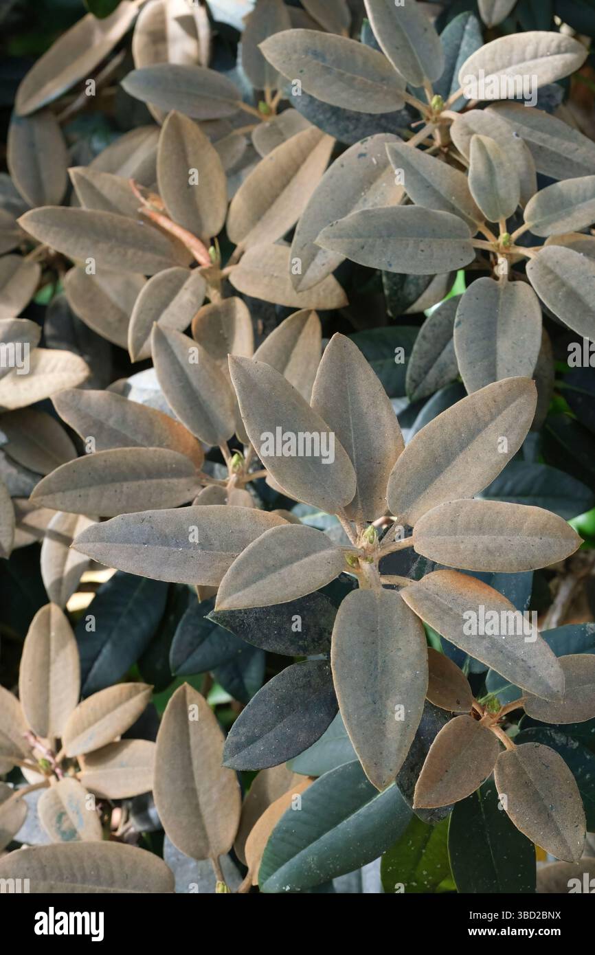 Rhododendron pachysanthum, Rhododendron MACULIFERA, thick-flowered ...