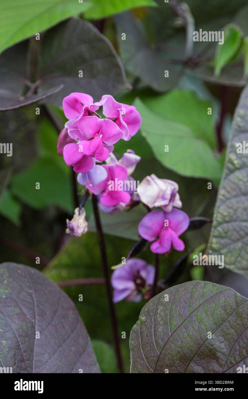 Lablab ruby moon hi-res stock photography and images - Alamy