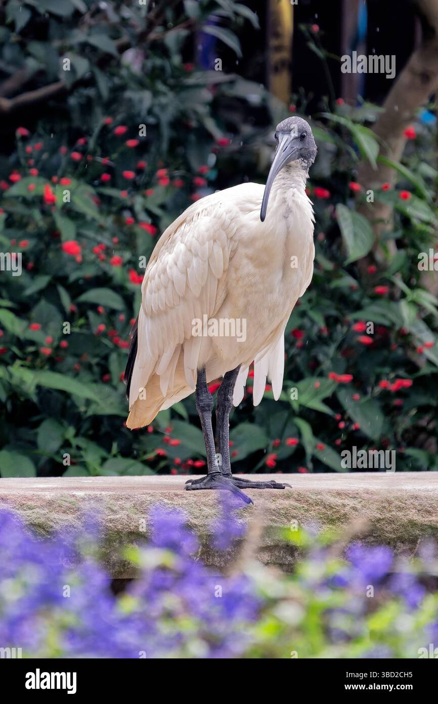 The Australian Ibis (Threskiornis Molucca) is colloquially known as the ...