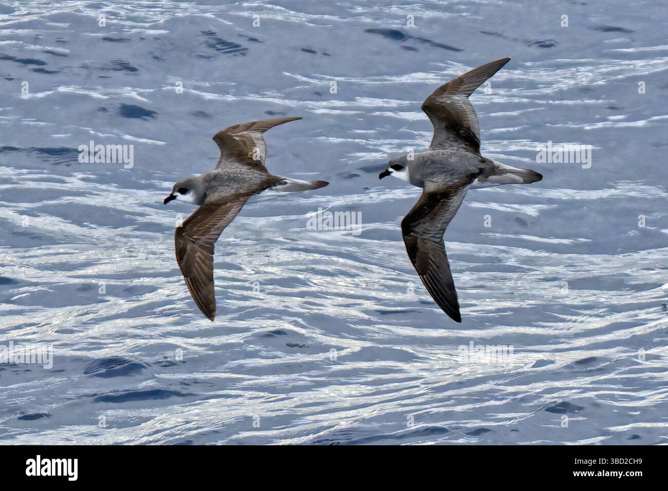 A Black winged petrel in flight in the south west pacific/tasman sea ...