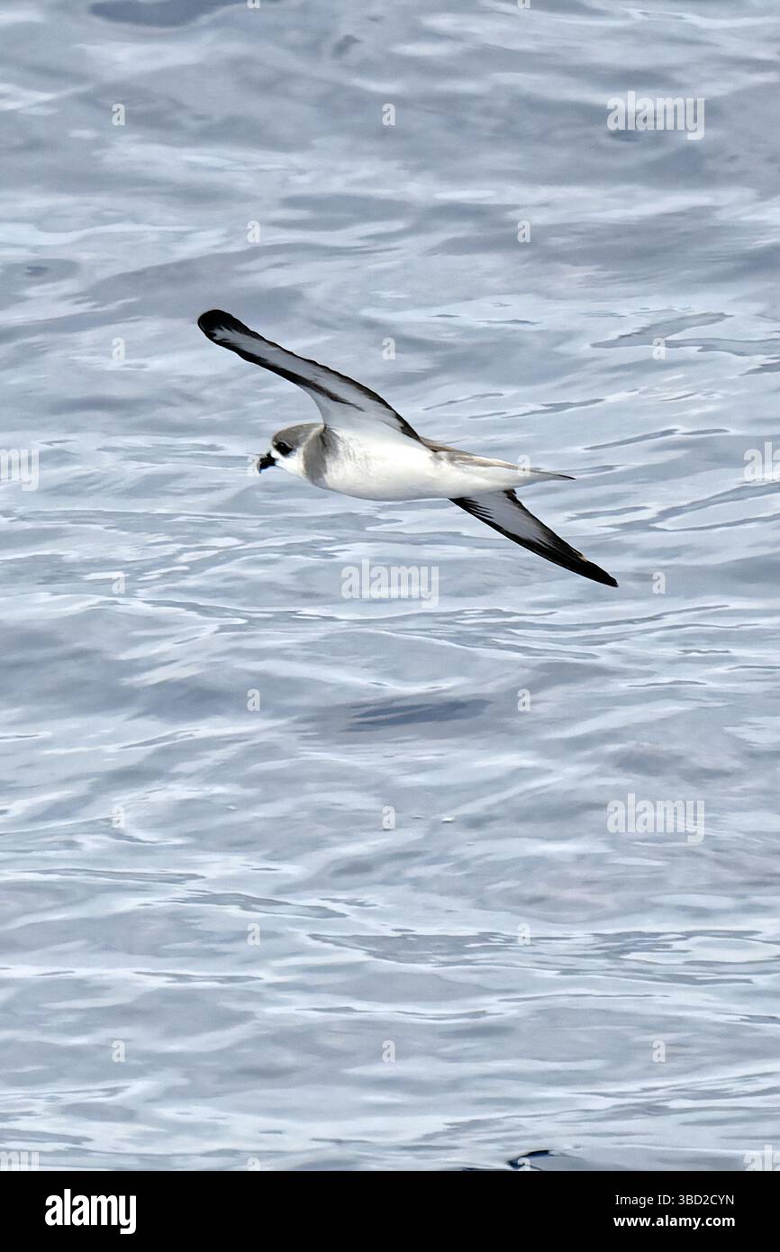 A Black winged petrel in flight in the south west pacific/tasman sea ...