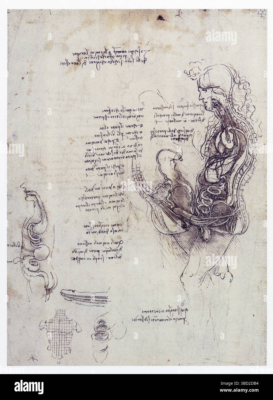 LEONARDO DA VINCI. COITION OF HEMISECTED MAN AND WOMAN. 1492. PEN AND ...