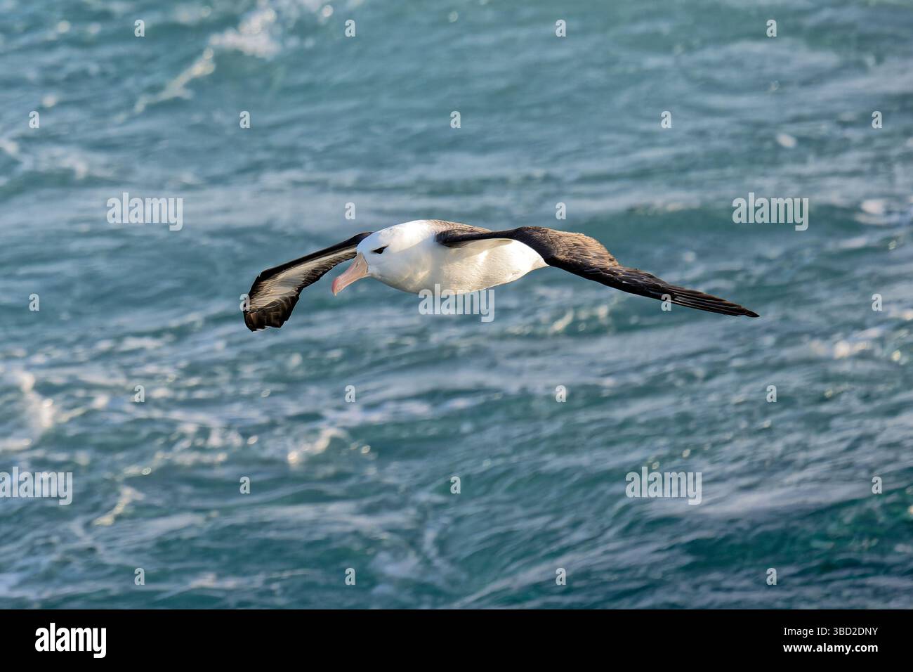 A Black Browed Albatross in flight near the magellan strait, Chile ...