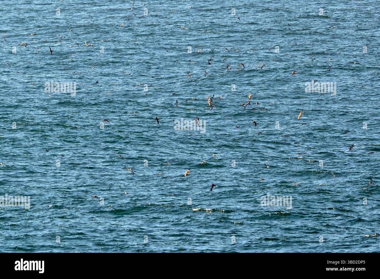 Oceanic Birds in a feeding frenzy over a school of fish Stock Photo - Alamy