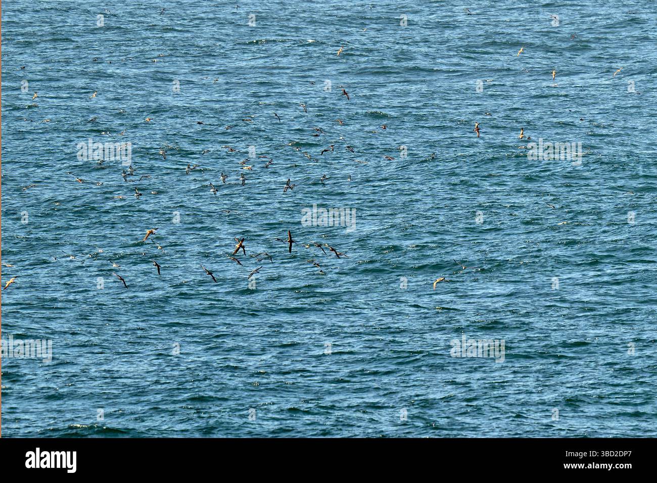 Oceanic Birds in a feeding frenzy over a school of fish Stock Photo - Alamy