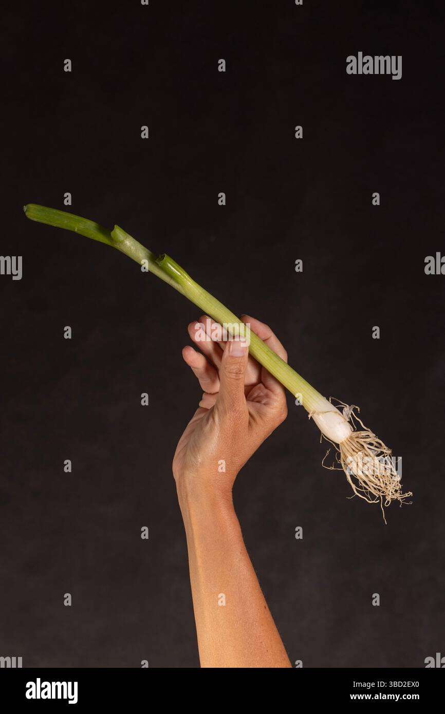 woman's hand holding a fresh natural spring onion with root hairs at ...