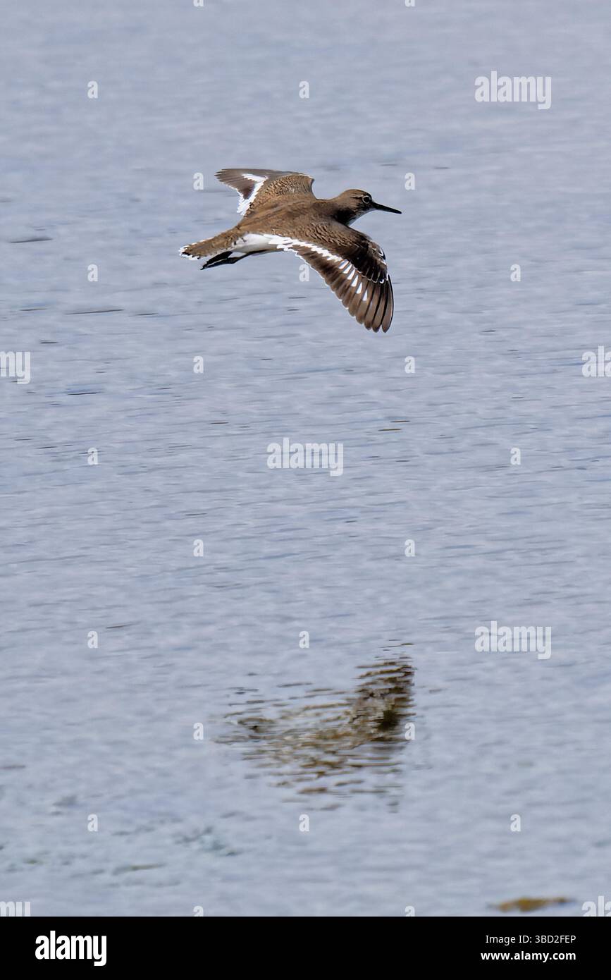 Pretty common sandpiper actitis hi-res stock photography and images - Alamy