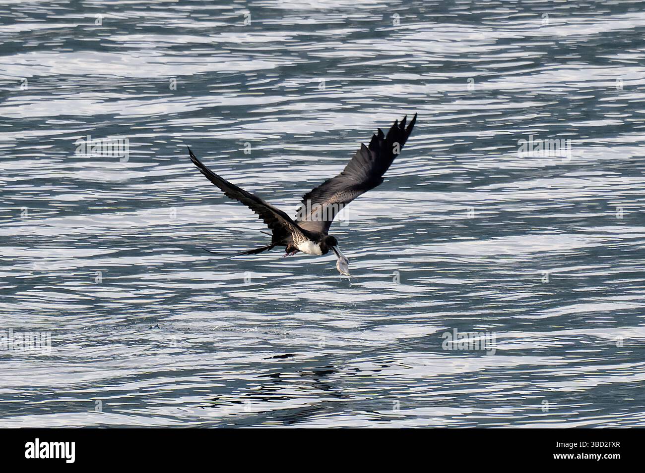 A Magnificent Frigate bird with a scavenged fish Stock Photo - Alamy