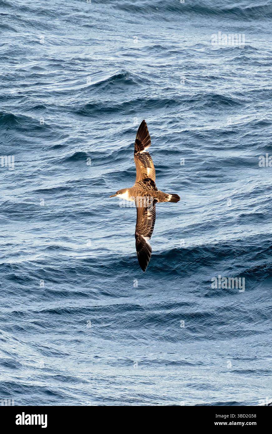 Upper wing pattern hi-res stock photography and images - Alamy
