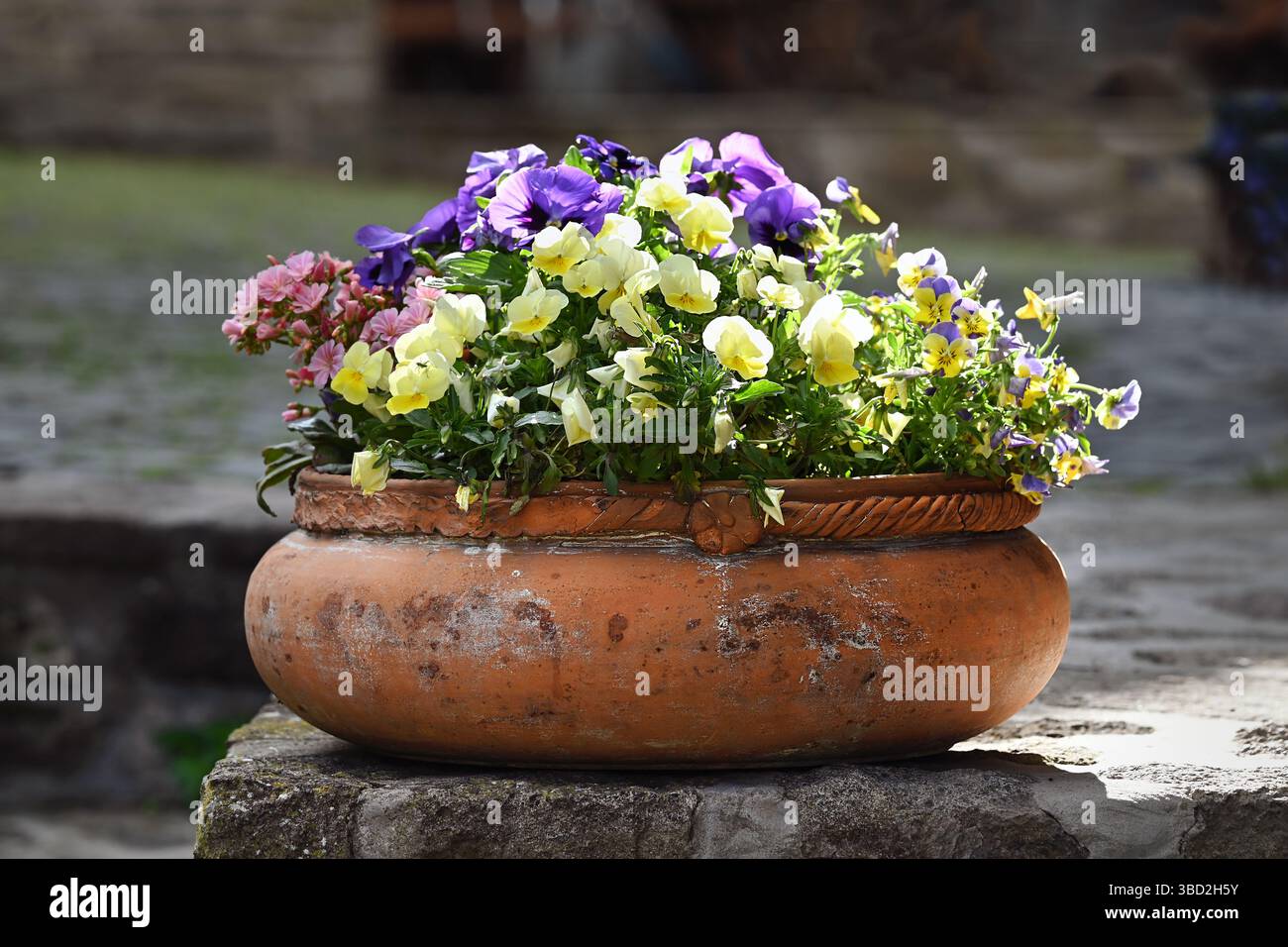 Flowers terracotta pot hi-res stock photography and images - Alamy