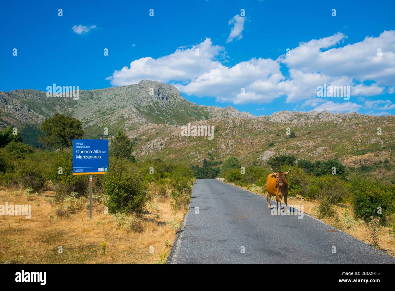 Cow in side road. La Barranca valley, Cuenca Alta del manzanares ...