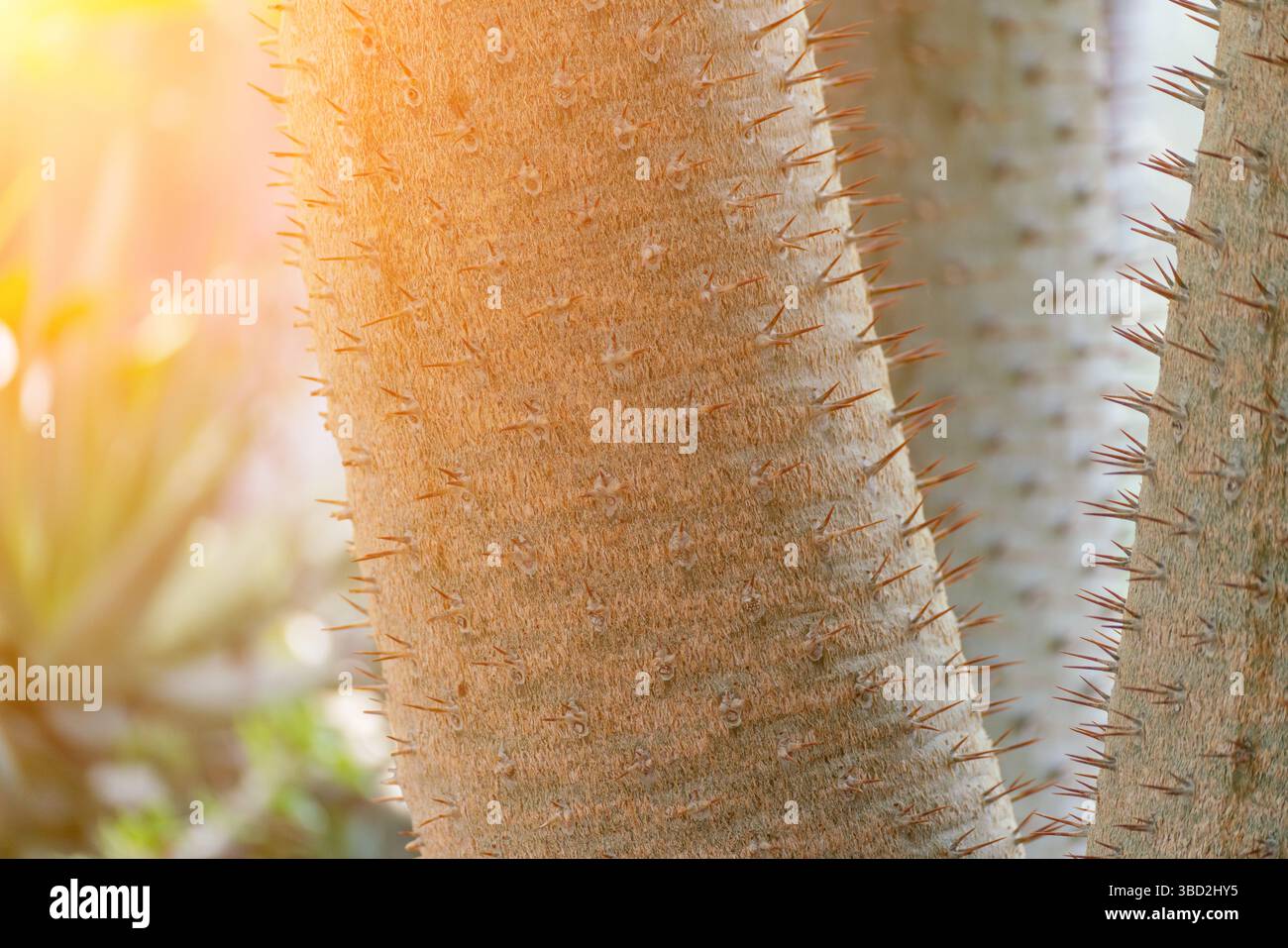 Plant Thorns Texture: Spiky Pachypodium stem detail outdoors, daytime ...