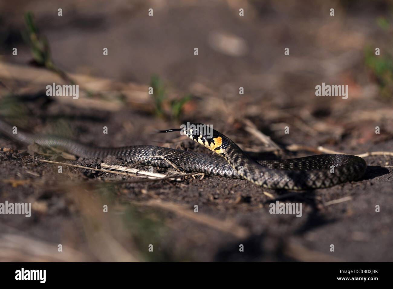 a grey snake, a small snake crawling on the ground and sticking out its ...