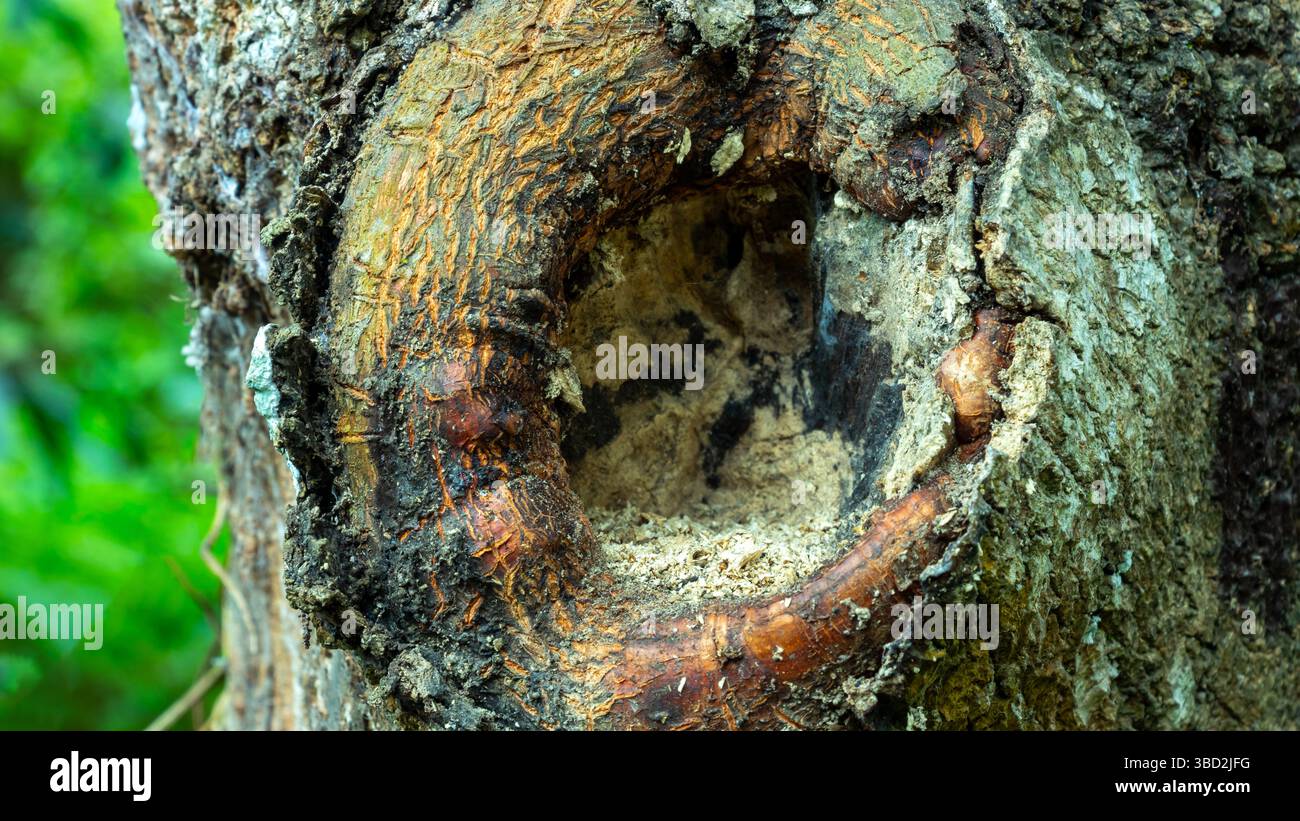 Barklines hi-res stock photography and images - Alamy