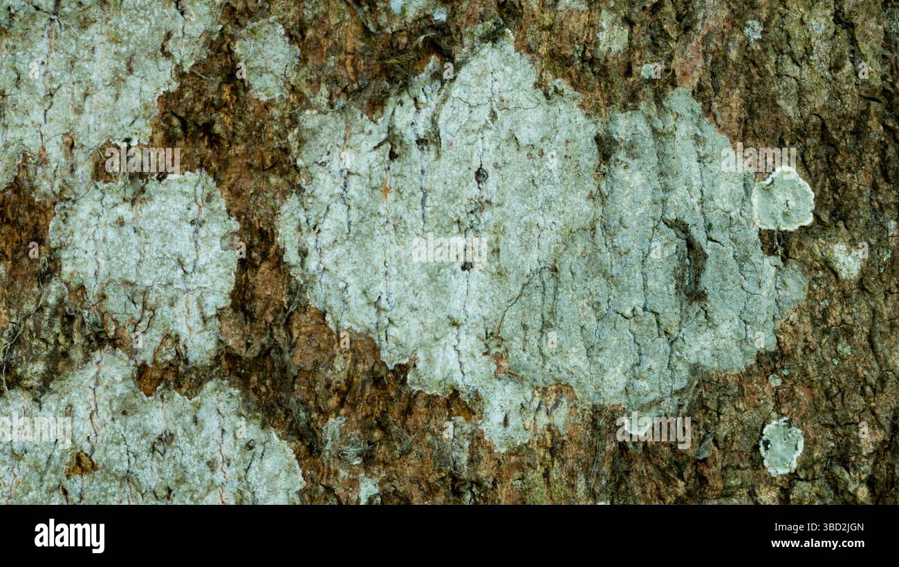 Old mango tree bark rough skin pattern forms natural lines and cracks ...