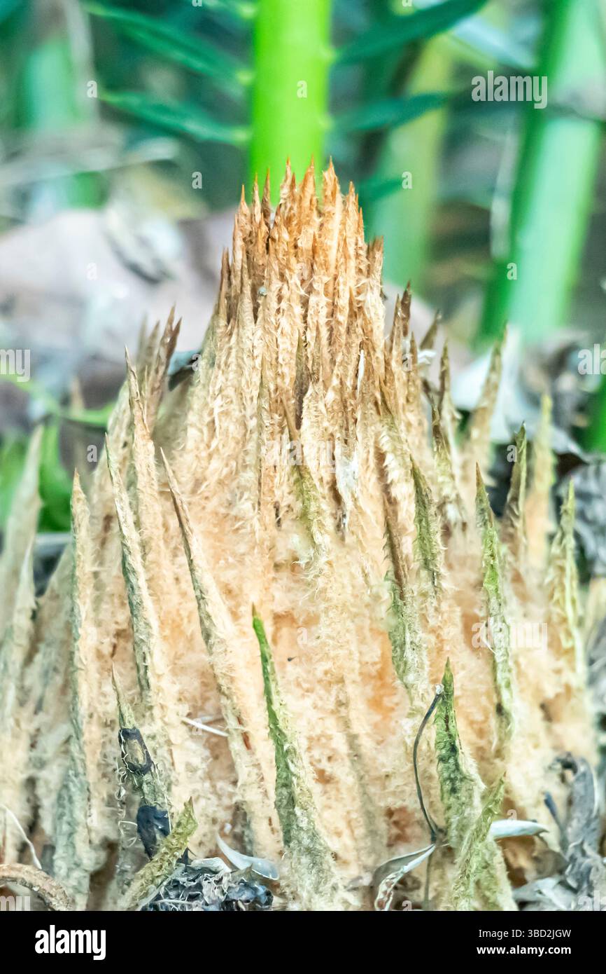 Cycadstem hi-res stock photography and images - Alamy