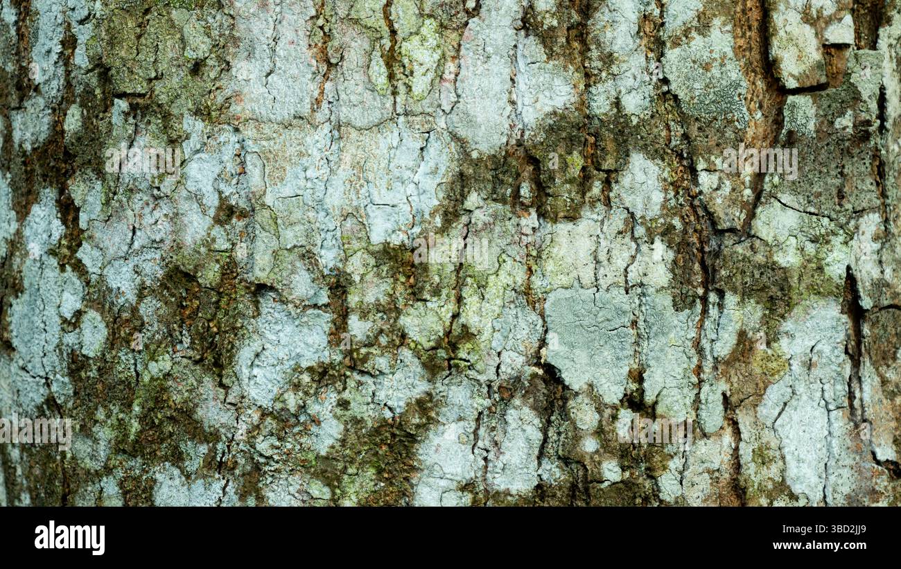 The mango trees bark is rough skin pattern, fibrous, and grayish brown ...