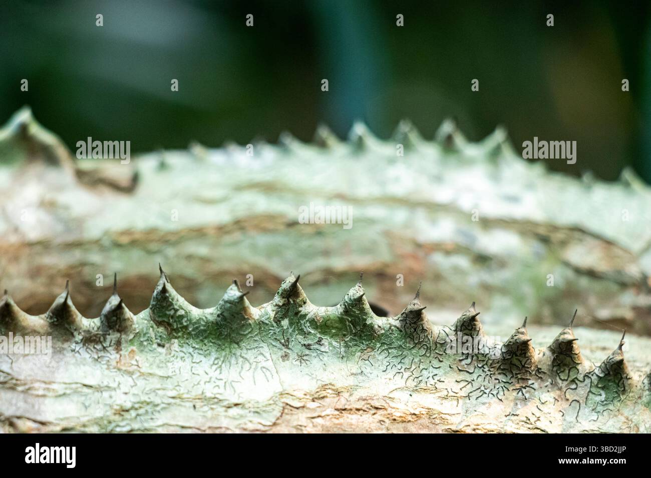 The sandbox tree is a fast growing. species with a thick trunk and ...