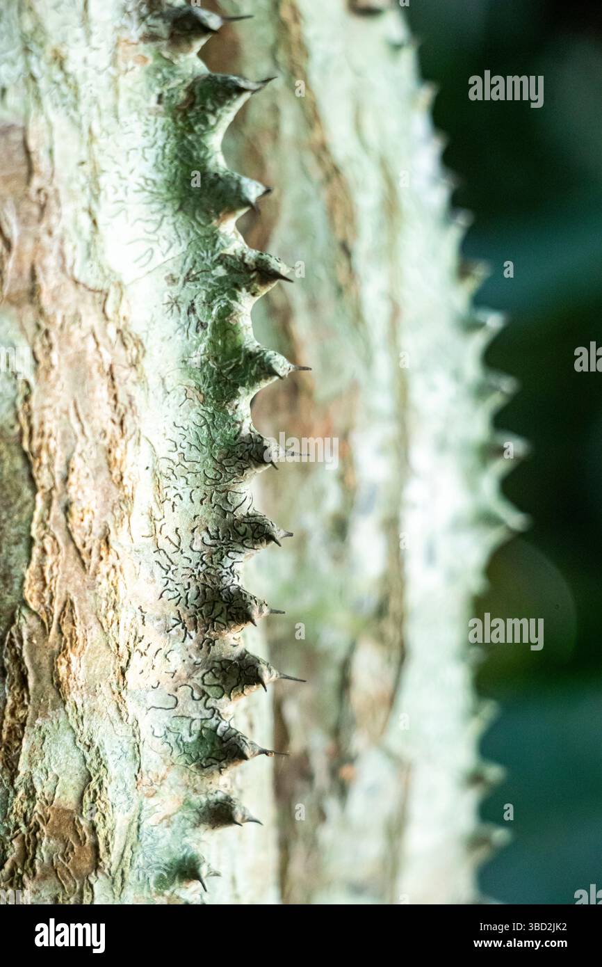 The sandbox tree’s spiny, gray brown bark looks armored. It releases ...