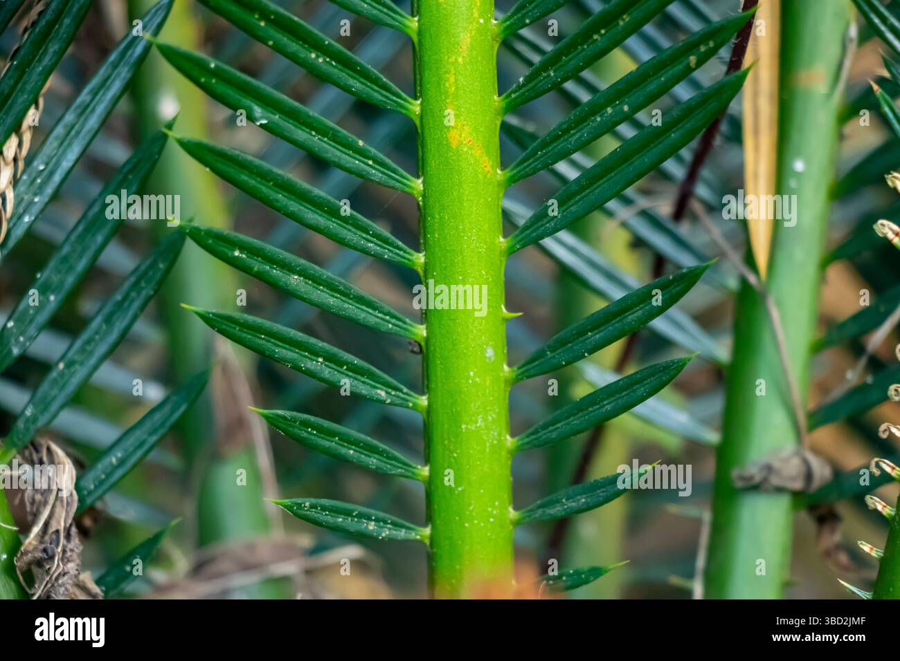 The young palm or cycad stem has sharp side spines for protection. Its ...