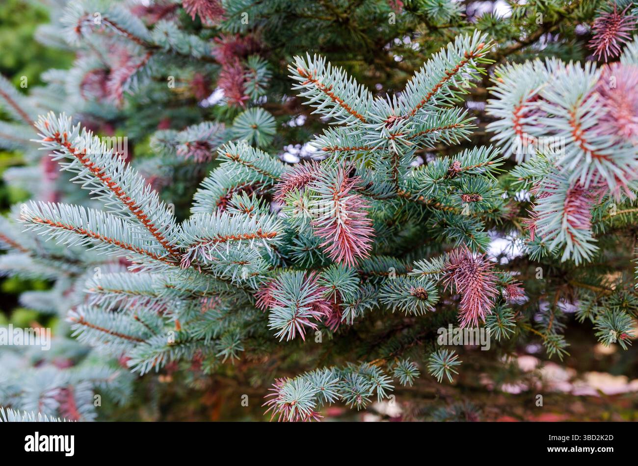 Lush evergreen branches with frosty bluish and purple hues. A tranquil ...