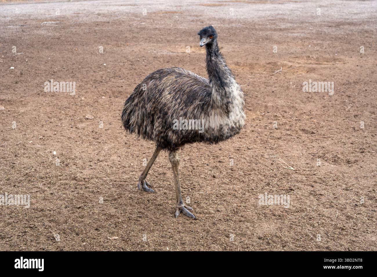 An emu with shaggy brown feathers stands on dry, dusty ground on ...