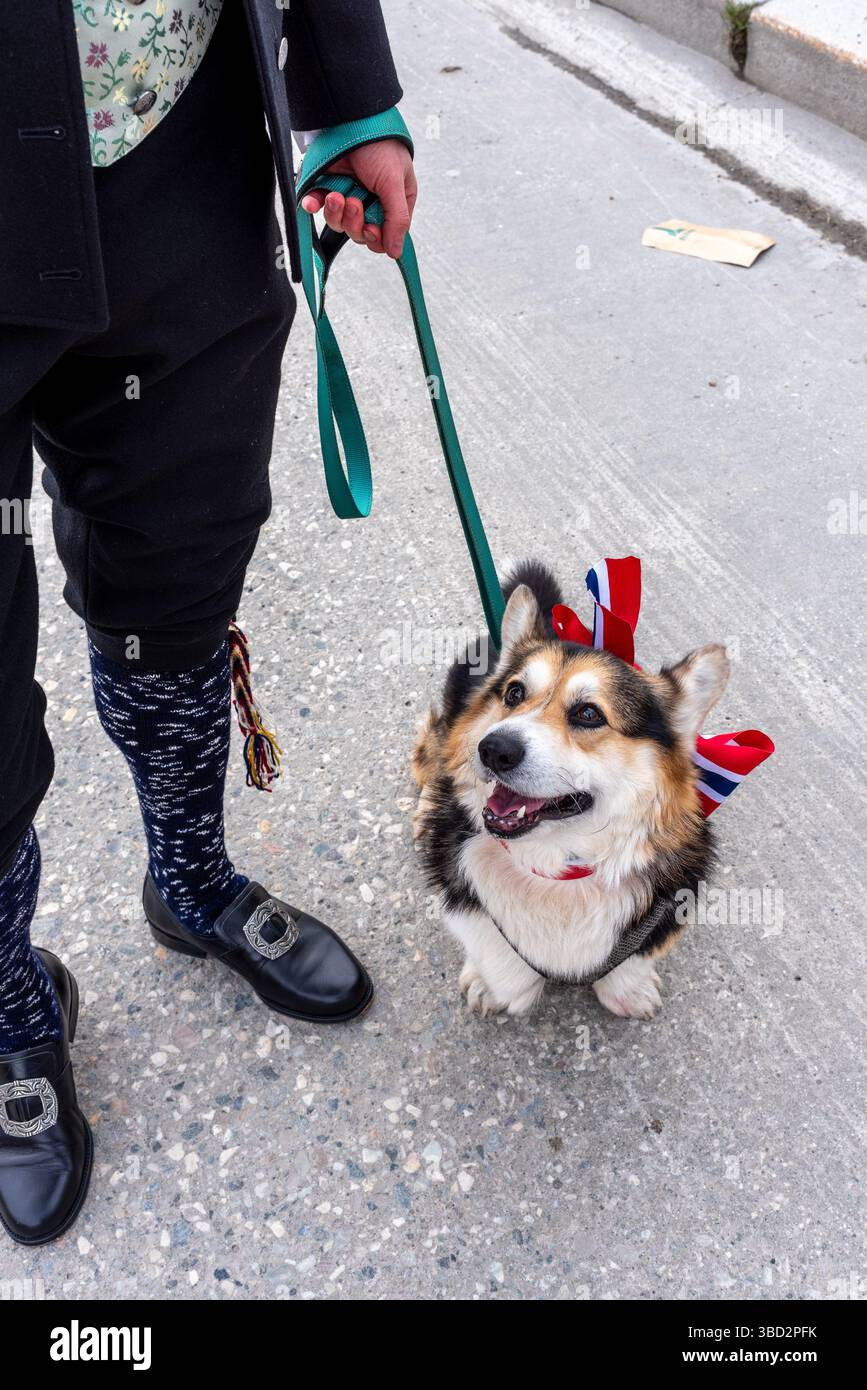 A guy in traditional Norwegian clothes with a corgi with a big bow in ...