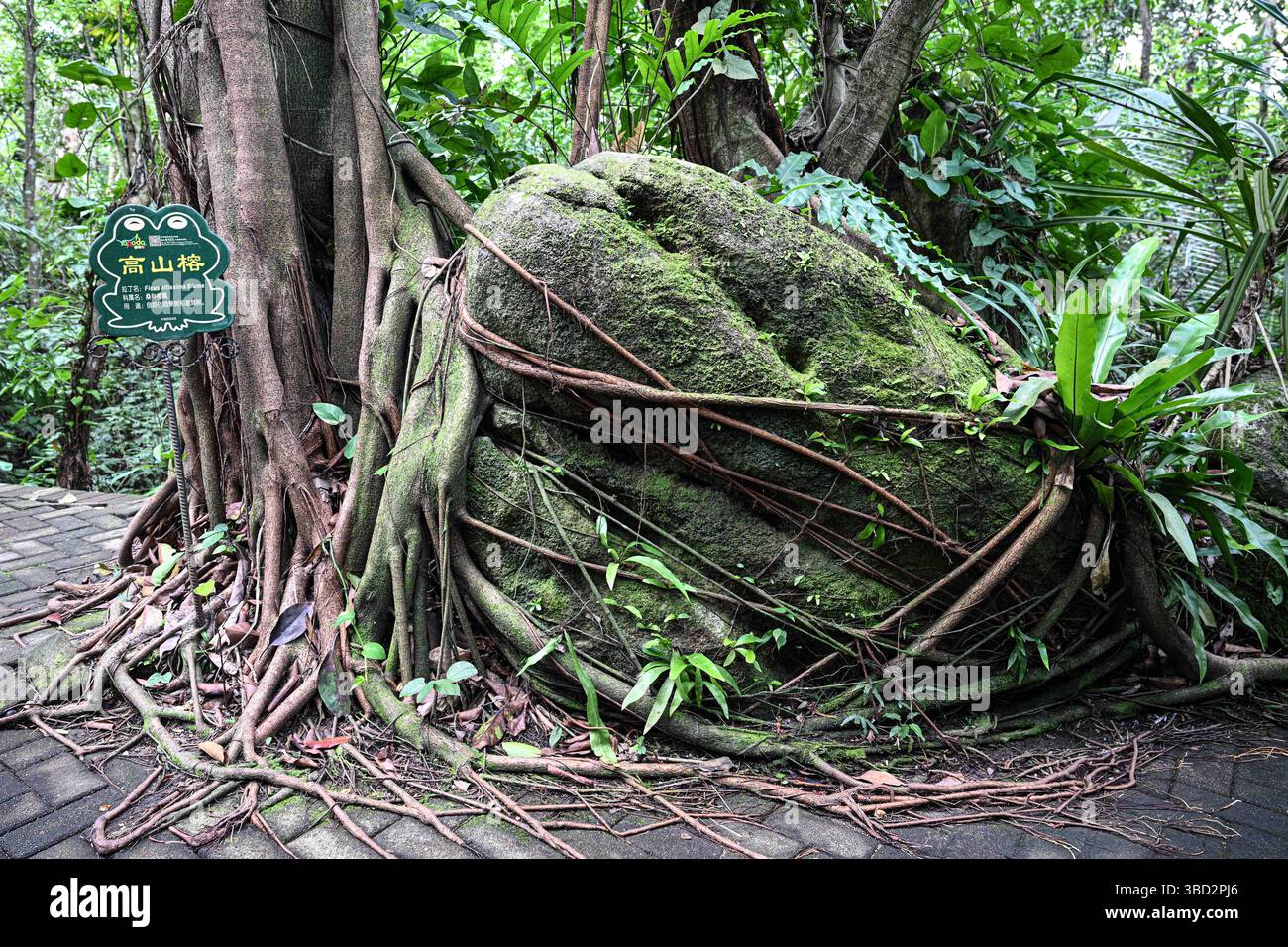 (250522) -- BAOTING, May 22, 2025 (Xinhua) -- This photo taken on May ...